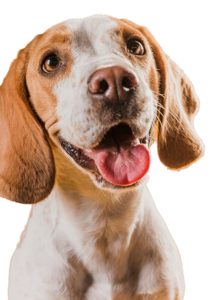 Home - Progressive Canines