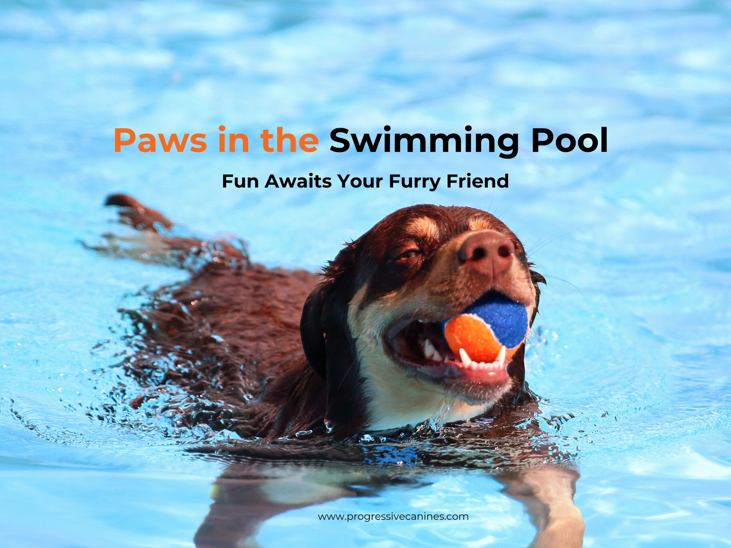 The Ultimate Pool Party - Progressive Canines