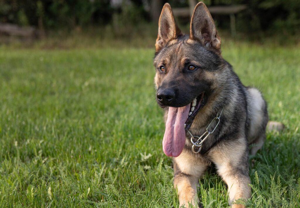How to Choose the Perfect Dog Trainer for Your Dog – A Complete Guide ...